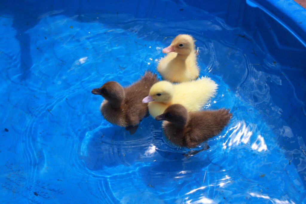 Brooding Ducklings - Backyard Poultry